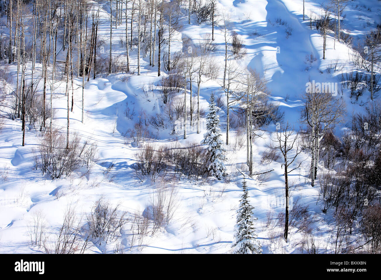 Underbrush with snow hi-res stock photography and images - Alamy