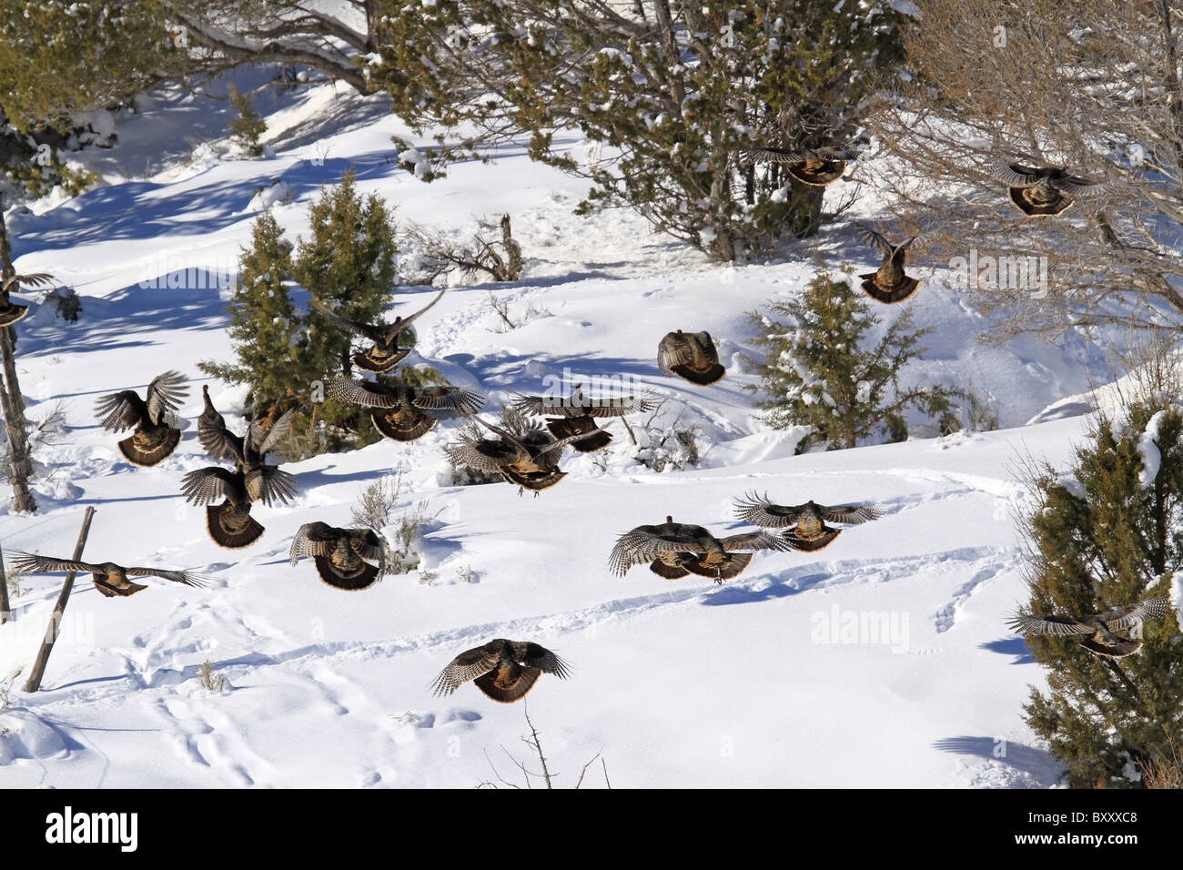 Wild turkey flying to hillside in winter and snow. Flock of turkeys ...