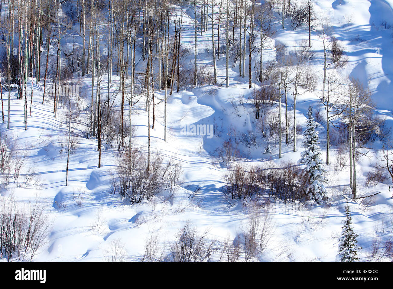 Quaken Aspens and underbrush with snow. Wintertime in central Utah ...