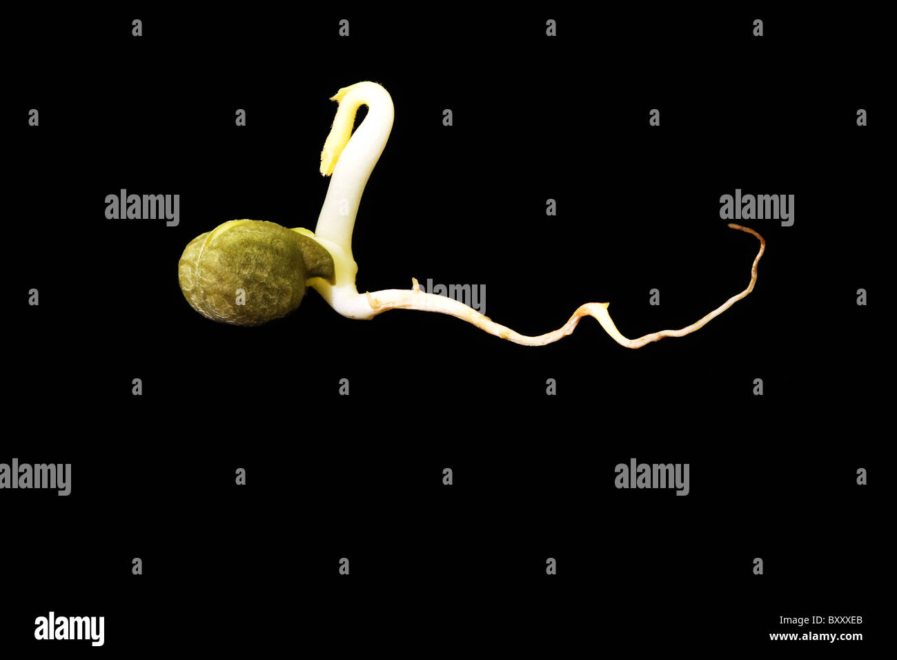 Closeup of a germinating chickpea seed Stock Photo - Alamy