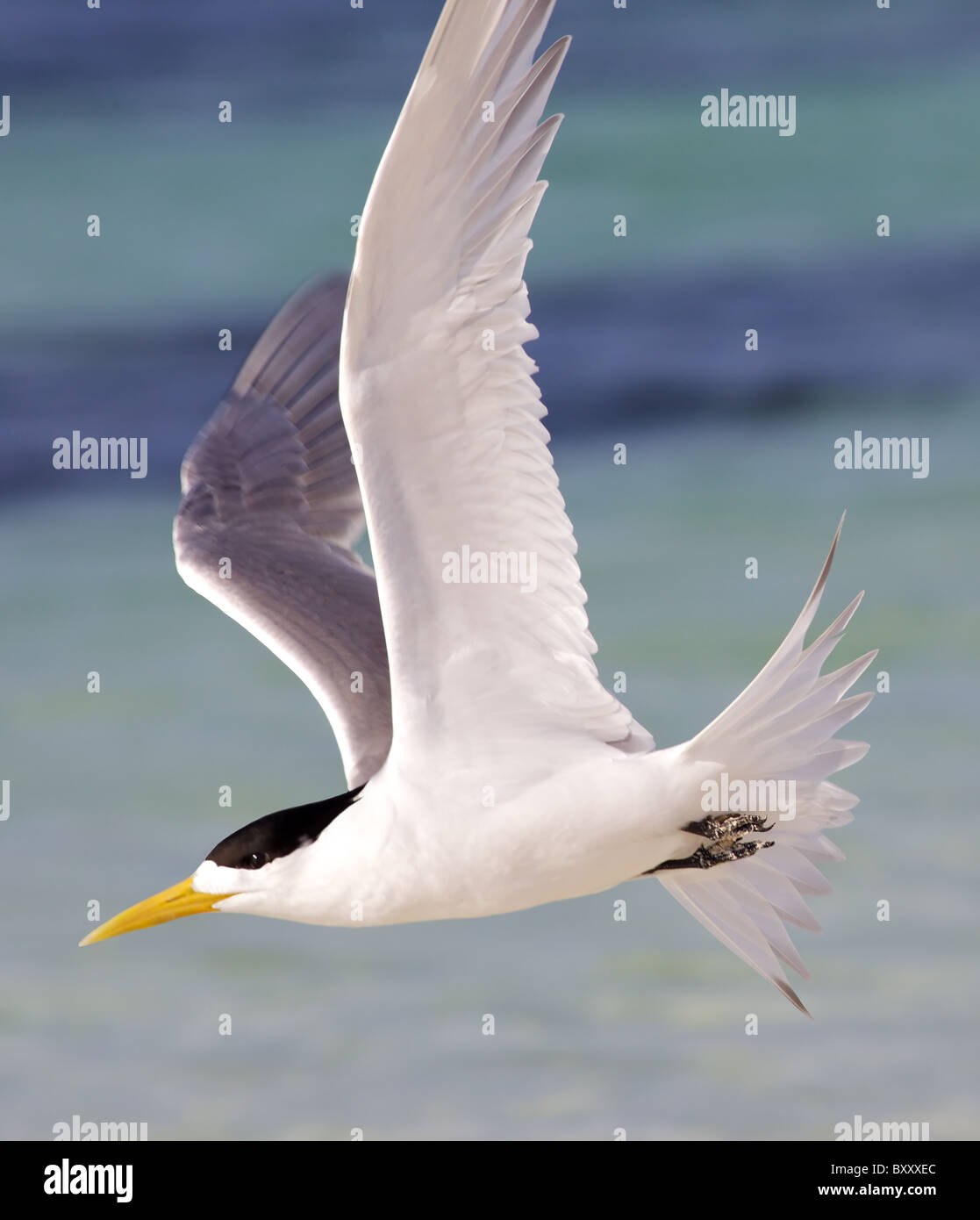 A Crested Tern in flight off Rottnest Island, Western Australia Stock ...