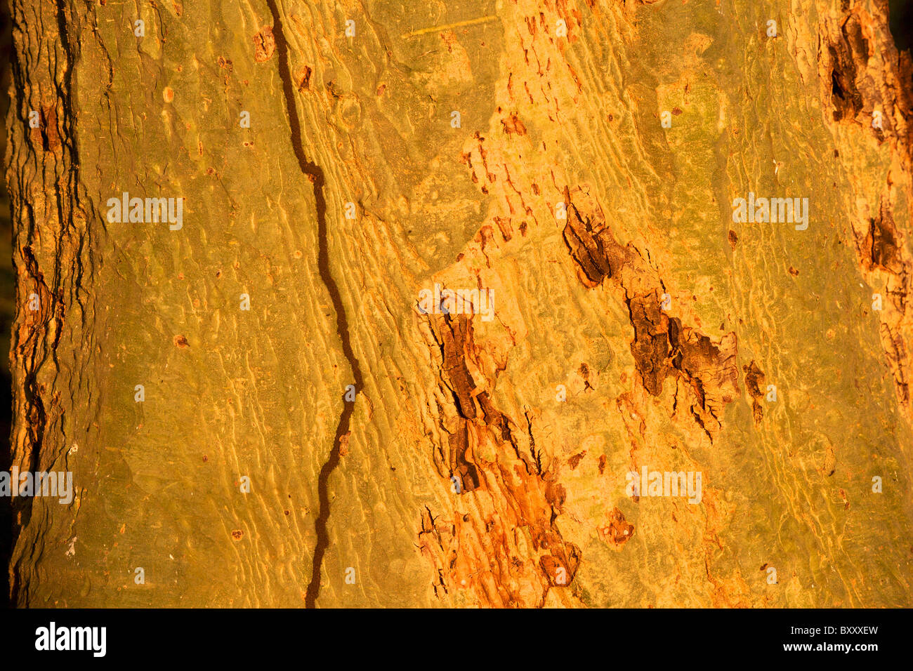 Acacia tree in south africa hi-res stock photography and images - Alamy