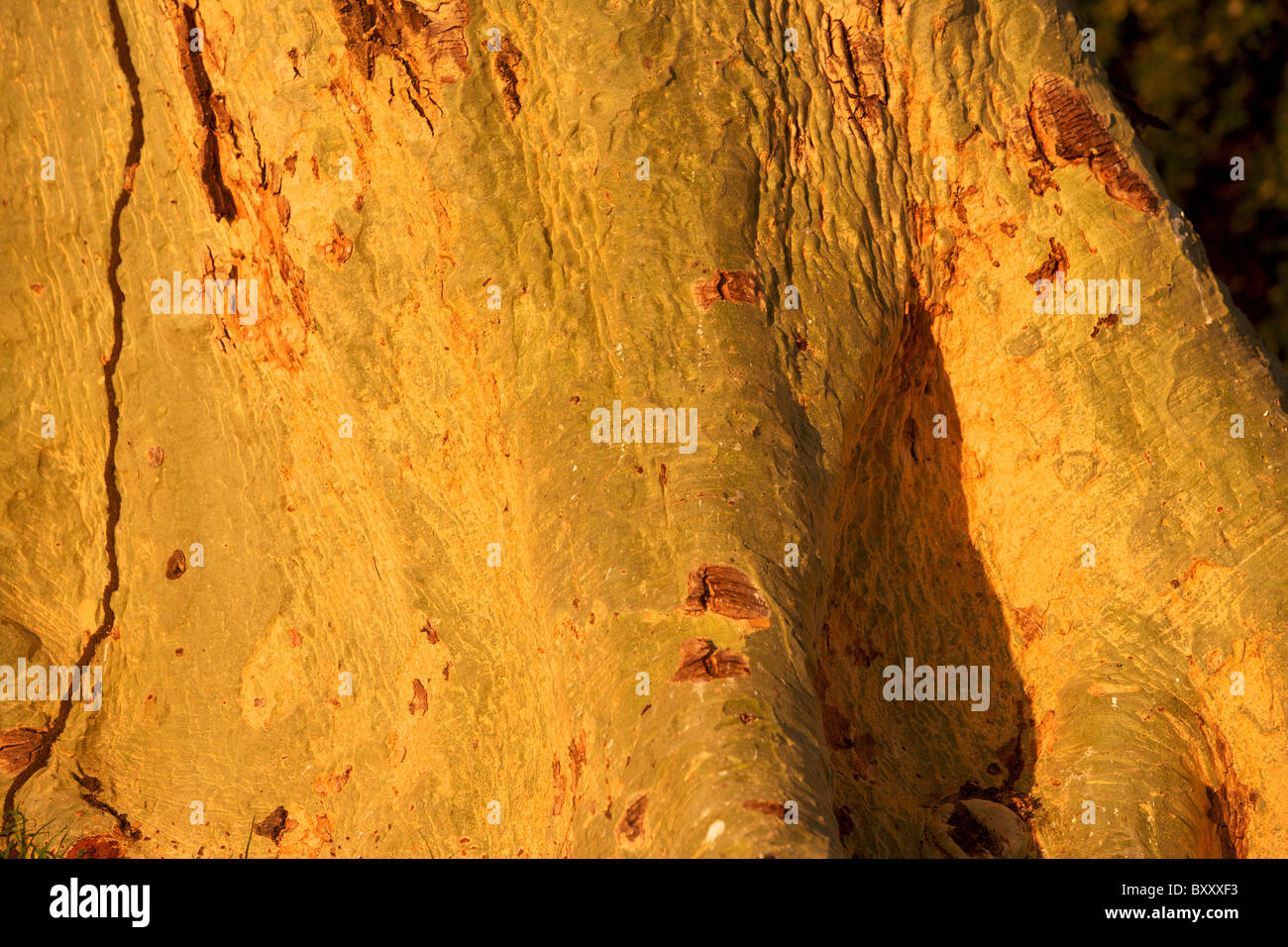 Acacia tree in south africa hi-res stock photography and images - Alamy