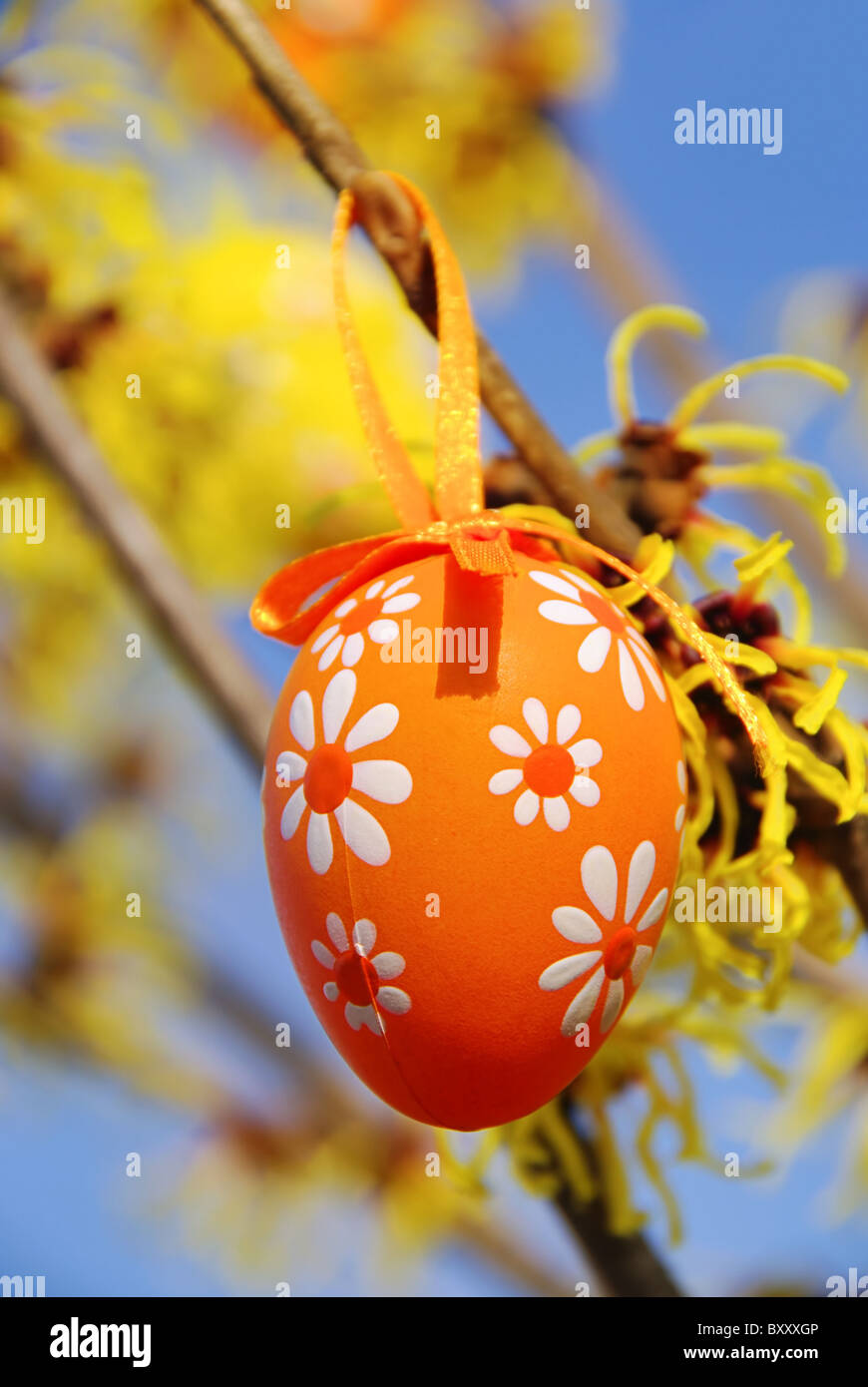 Osterstrauch Hamamelis - hamamelis shrub in easter time 02 Stock Photo ...