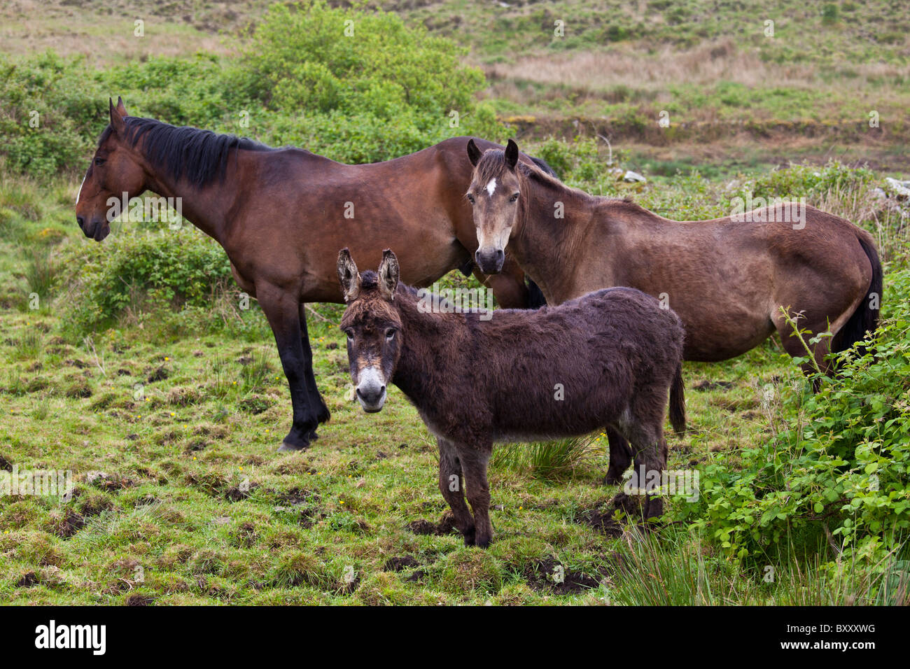 Irish donkey hi-res stock photography and images - Alamy