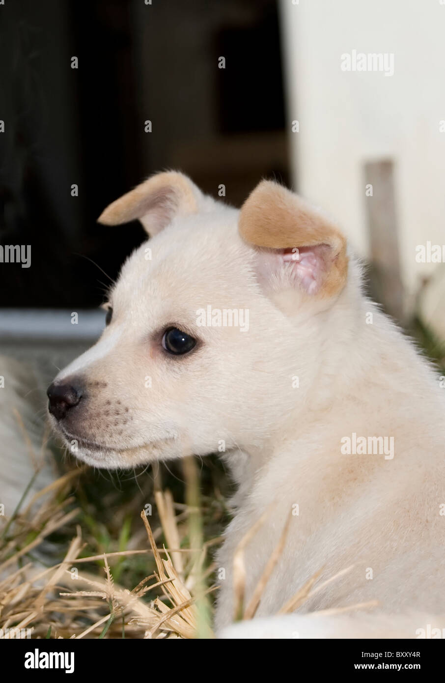 a puppy dog, two months old, rests over the grass,attentive to any ...