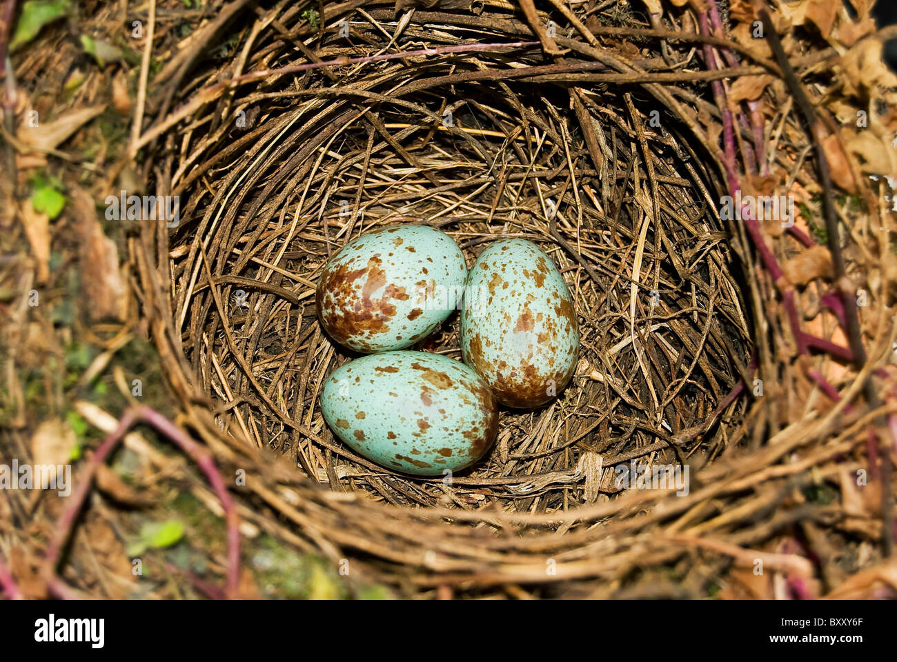Thrush nest hi-res stock photography and images - Alamy