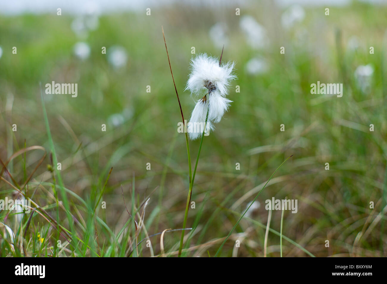 Bog cotton, cottongrass Eriophorum Angustifolium, at Mountrivers peat ...