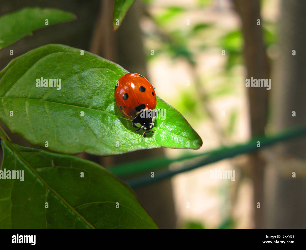 Ladybug close up hi-res stock photography and images - Alamy