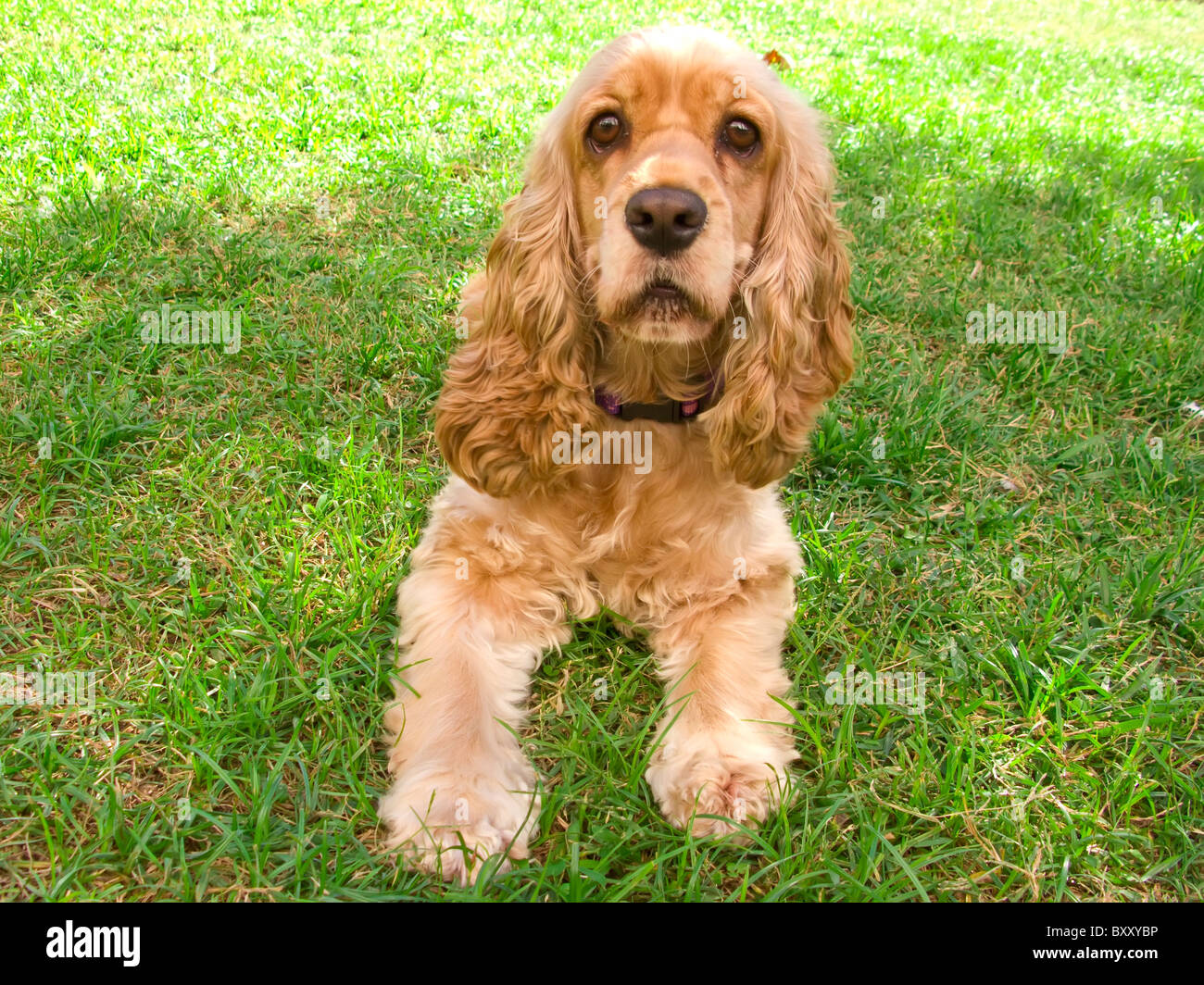 Cute American Cocker spaniel puppy, with big sad eyes, lying at the ...