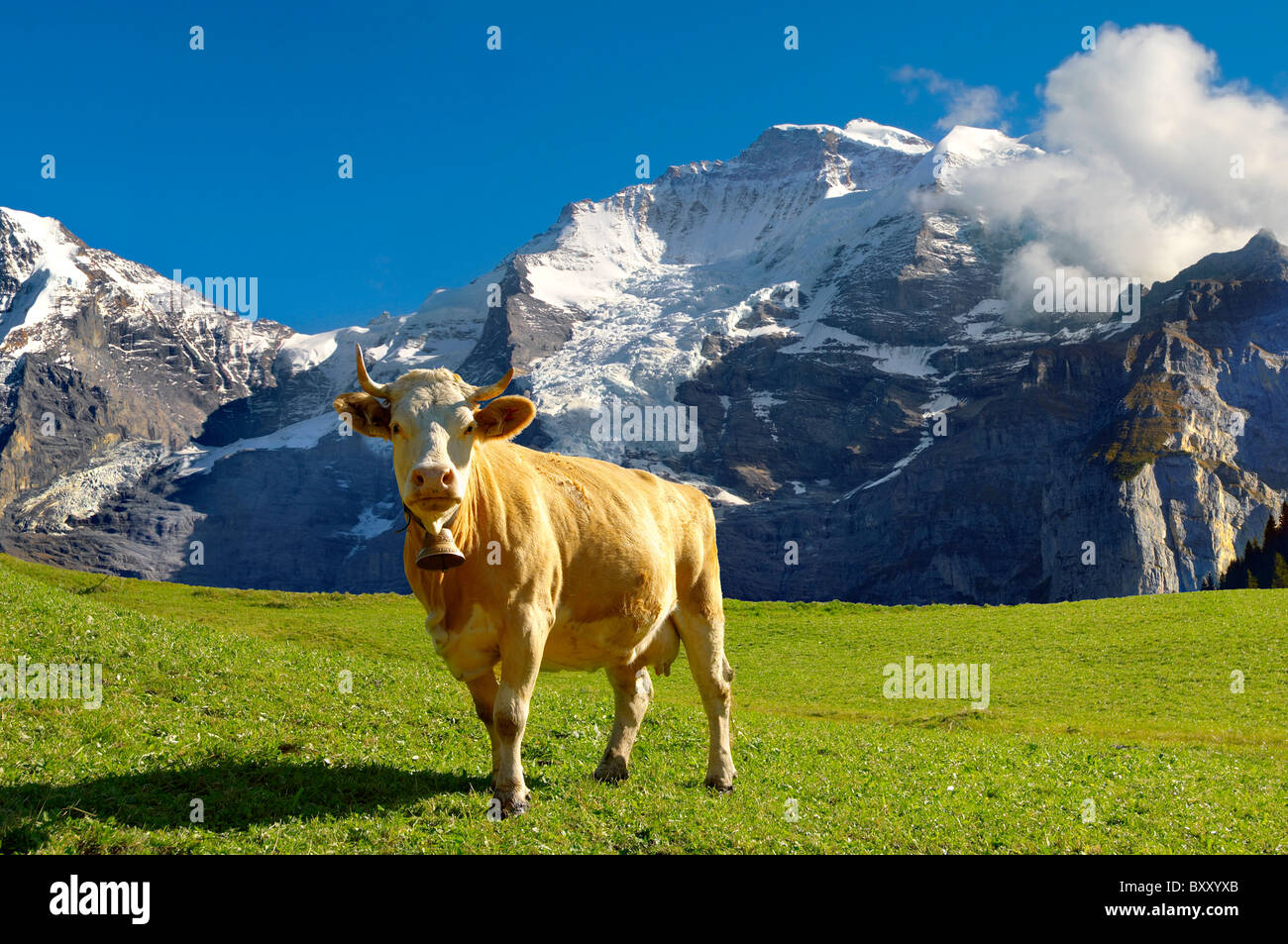 Alpine cow in a high alps meadow with a view of mountain peaks behind ...