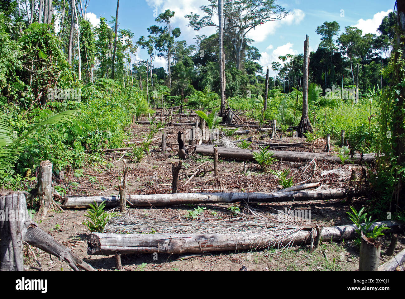 Rainforest cleared hi-res stock photography and images - Alamy