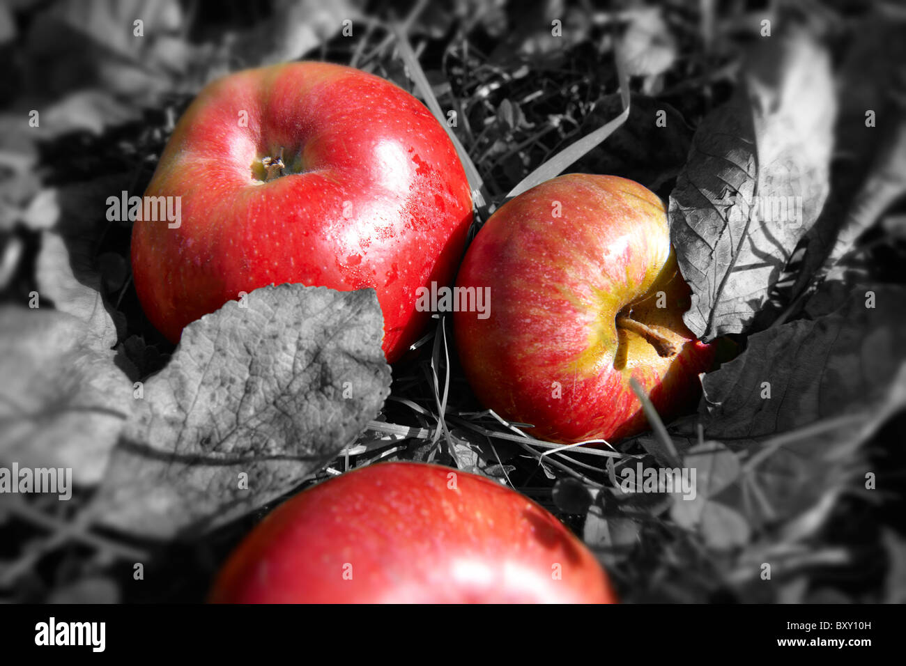Fallen autumn red apples in an apple orchard Stock Photo - Alamy