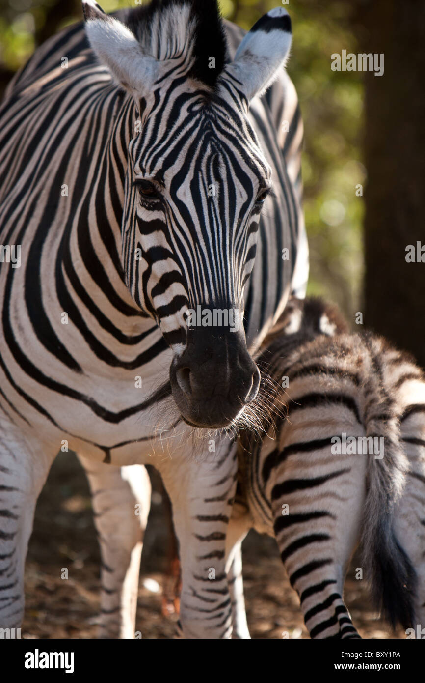 A baby zebra feeds from its mother Stock Photo - Alamy