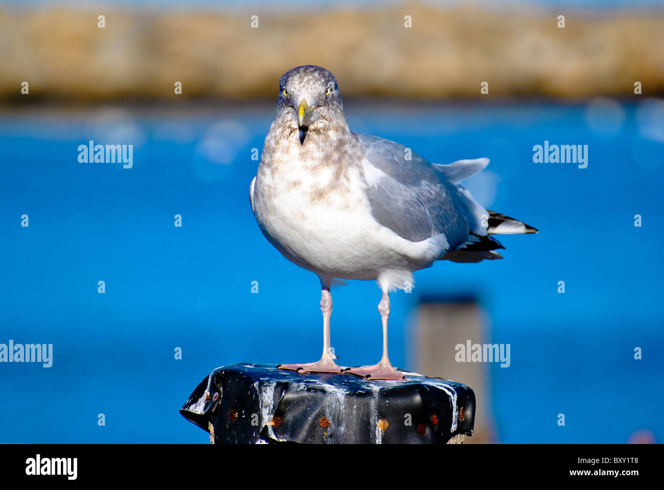 Angry seagull hi-res stock photography and images - Alamy