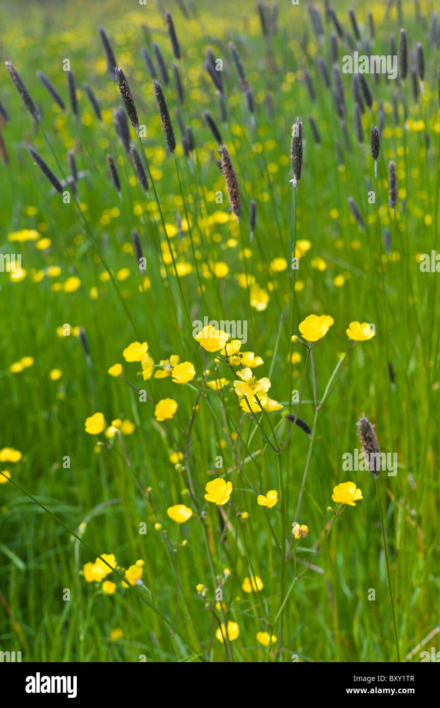 Irish wildflowers wild flowers hi-res stock photography and images - Alamy