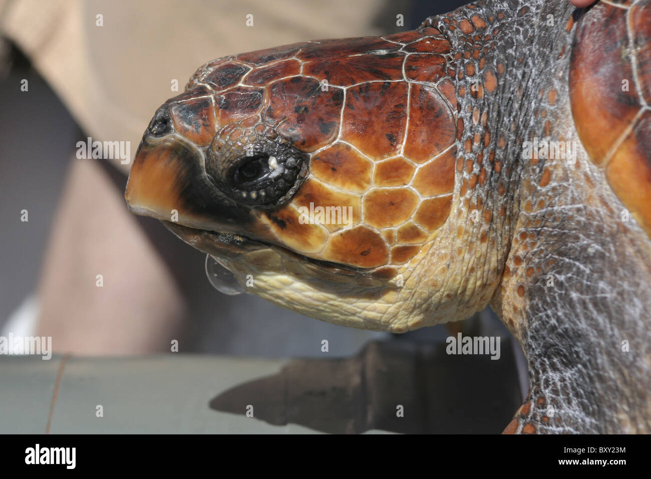 Close up of a Loggerhead turtle (Caretta caretta) on board a boat ...