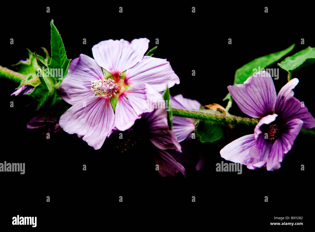 Mallow colour hi-res stock photography and images - Alamy