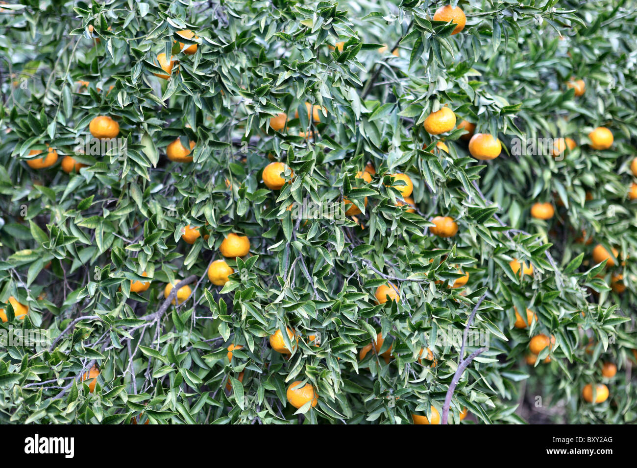 Orange cordial hi-res stock photography and images - Alamy