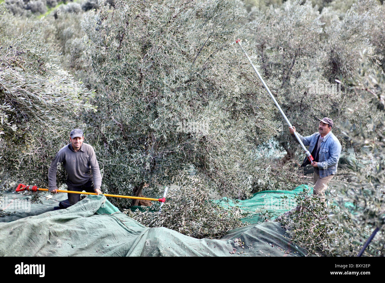 Grove workers hi-res stock photography and images - Alamy