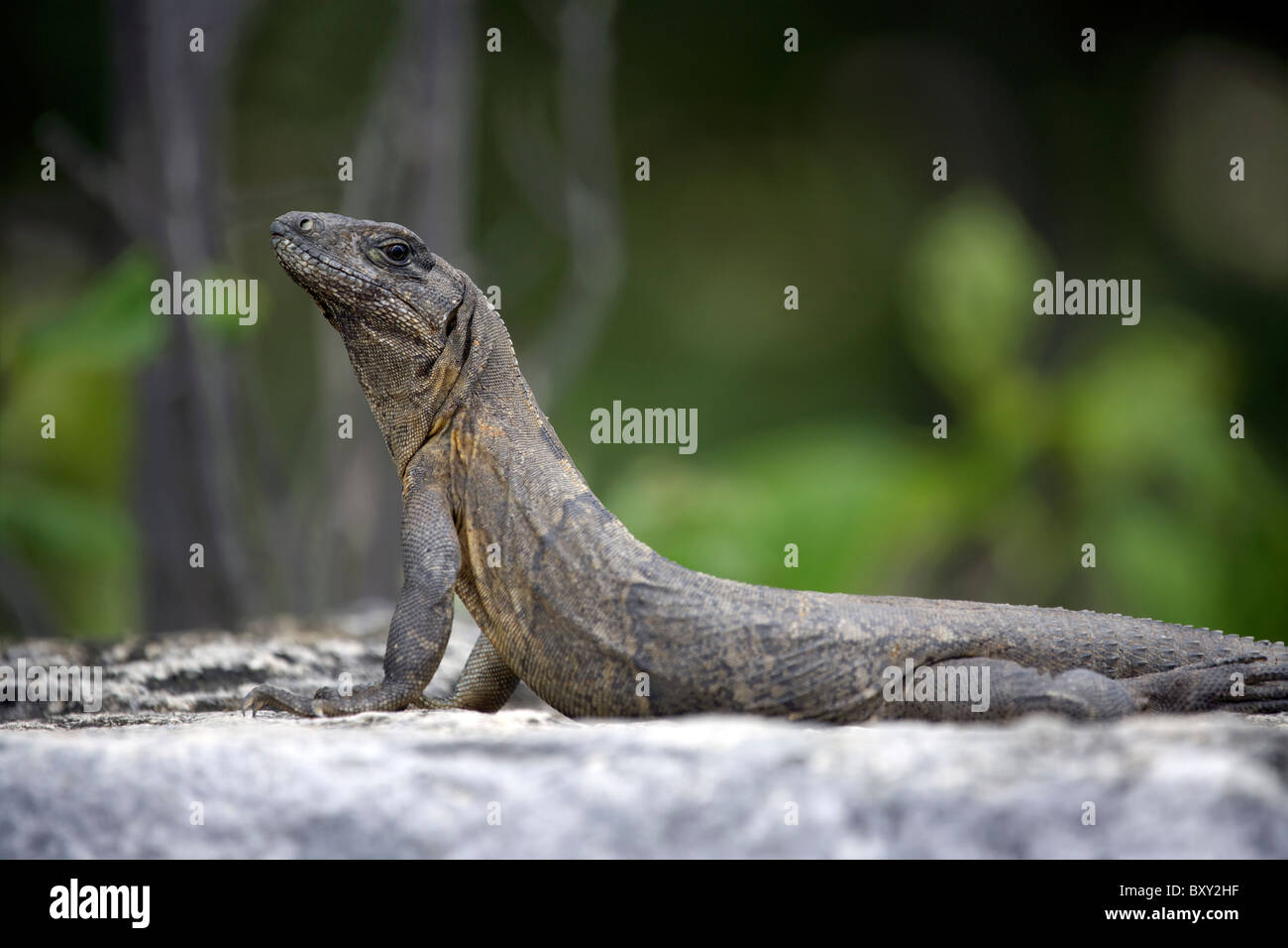 Black Spiny-tailed Iguana, Black Iguana, or Black Ctenosaur (Ctenosaura ...