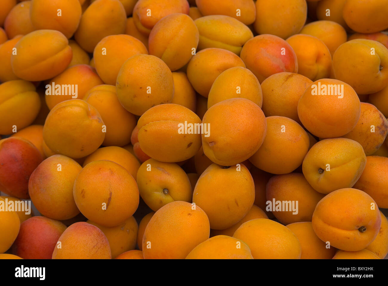 Apricot prunus armeniaca hi-res stock photography and images - Alamy