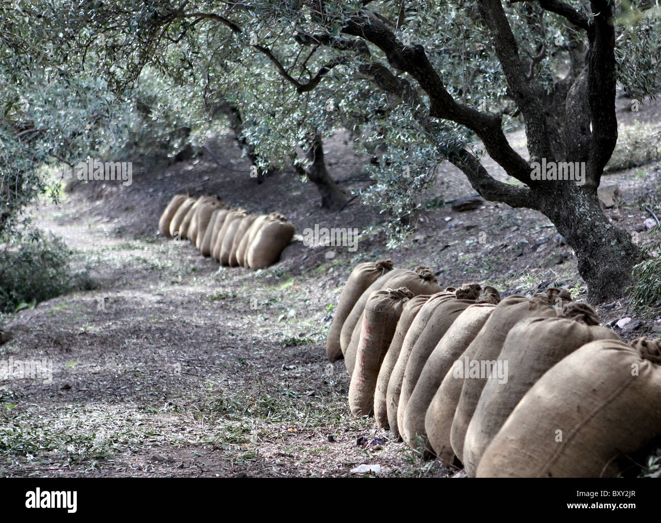 Grove workers hi-res stock photography and images - Alamy