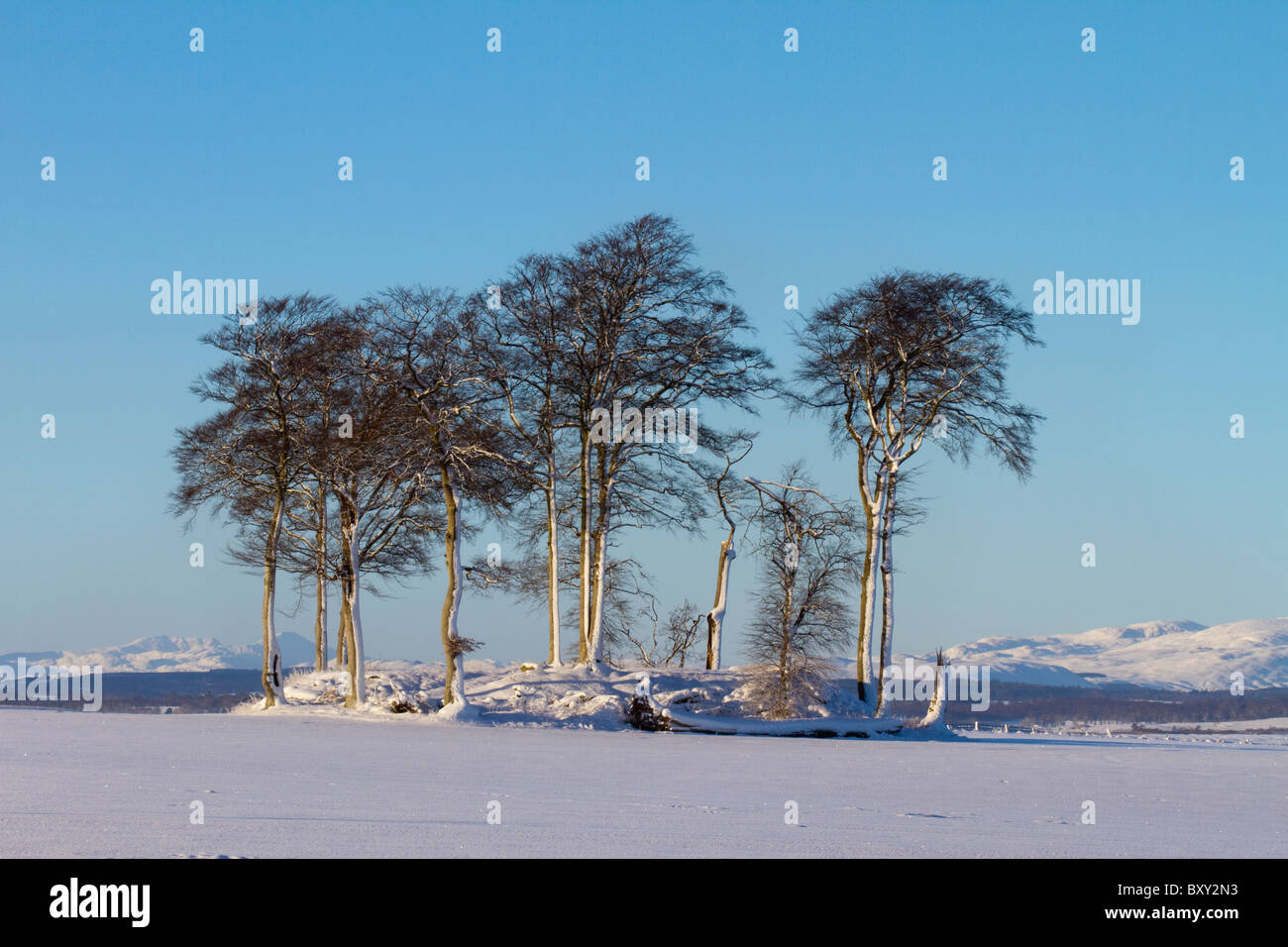 A circular copse of Trees in farmland. January Scottish Snowy Winter ...