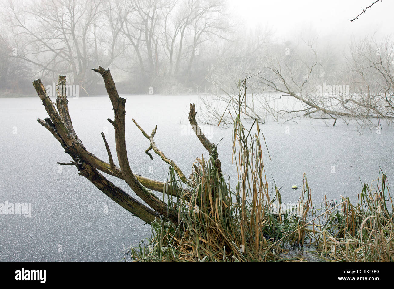 Dead willow tree hi-res stock photography and images - Alamy