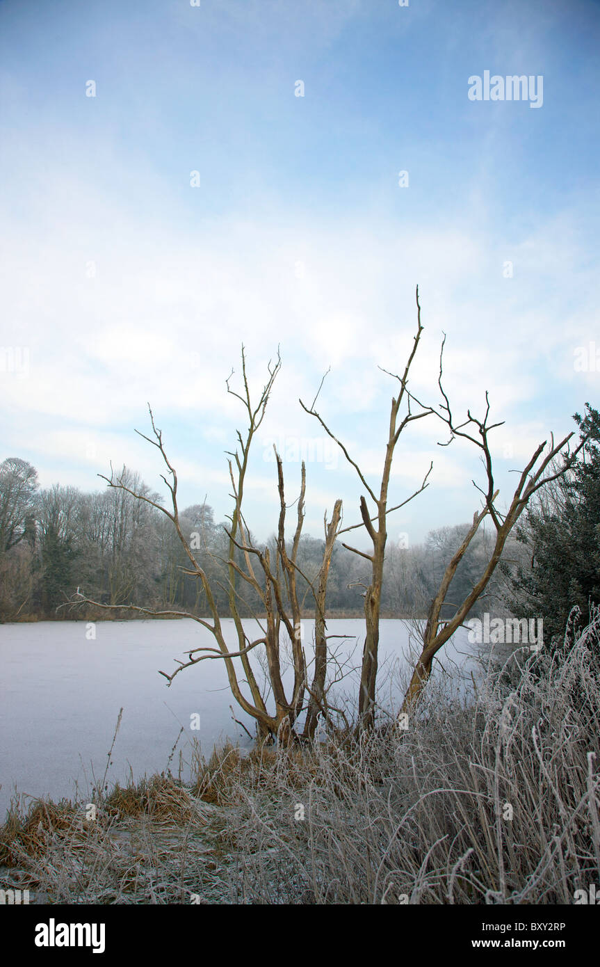 Dead willow tree hi-res stock photography and images - Alamy