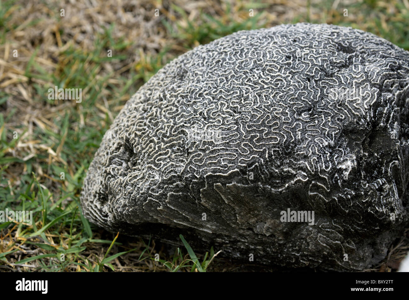Fossilized coral hi-res stock photography and images - Alamy