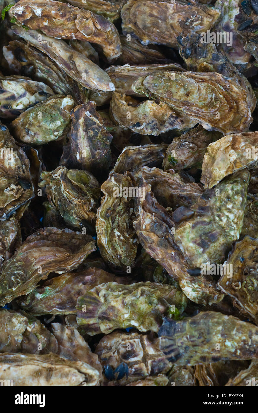 Austern ostreidae hi-res stock photography and images - Alamy