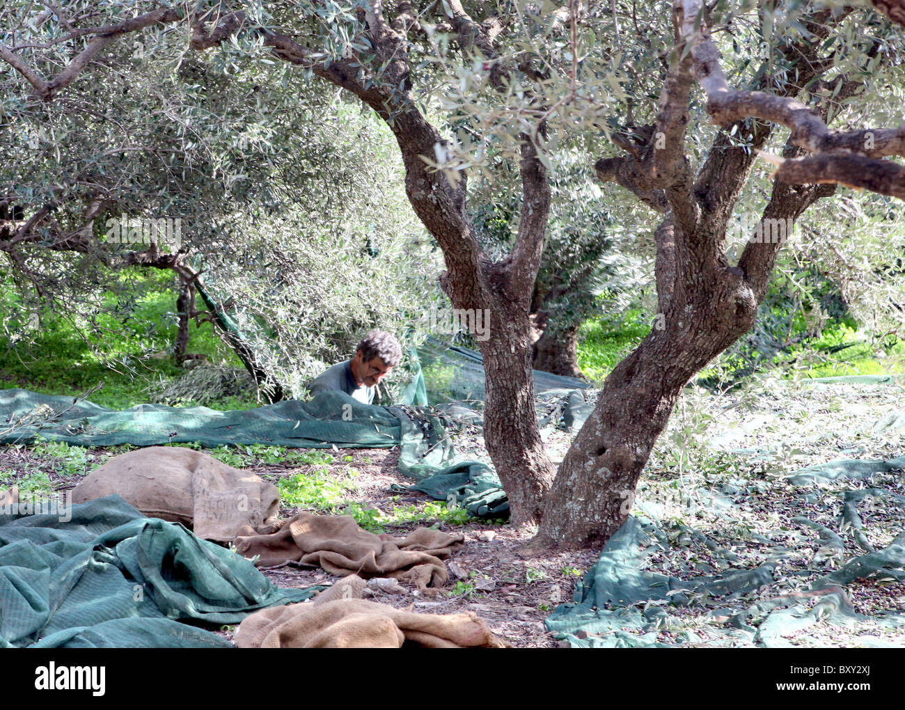 Harvesting olive oil tree hi-res stock photography and images - Alamy