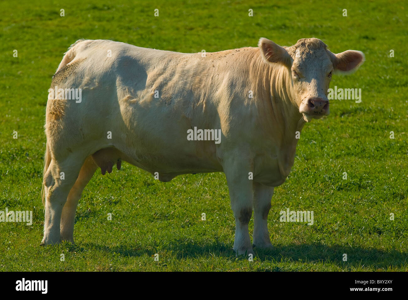 Charolais beef hi-res stock photography and images - Alamy