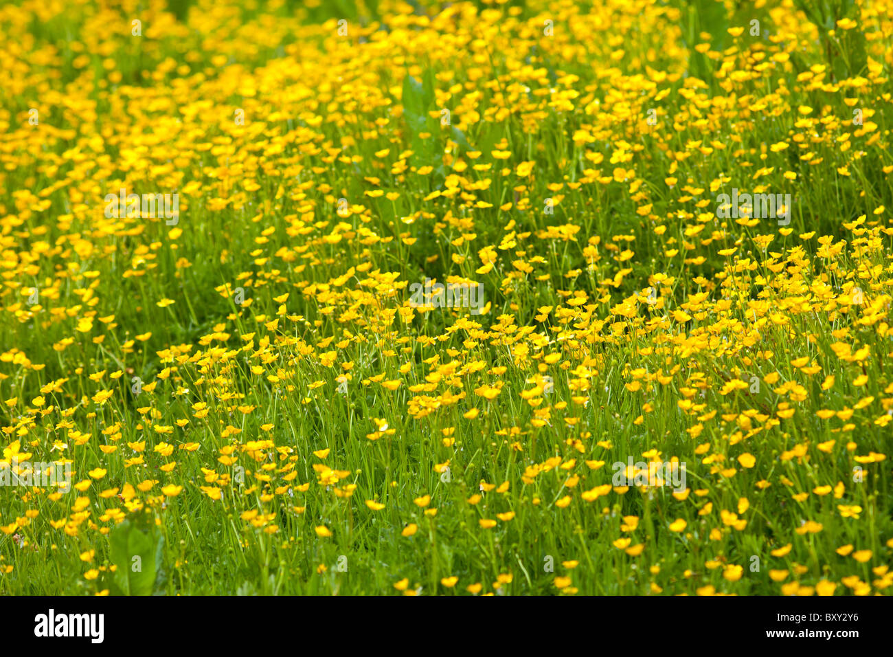 Buttercup meadow in County Cork, Ireland Stock Photo - Alamy