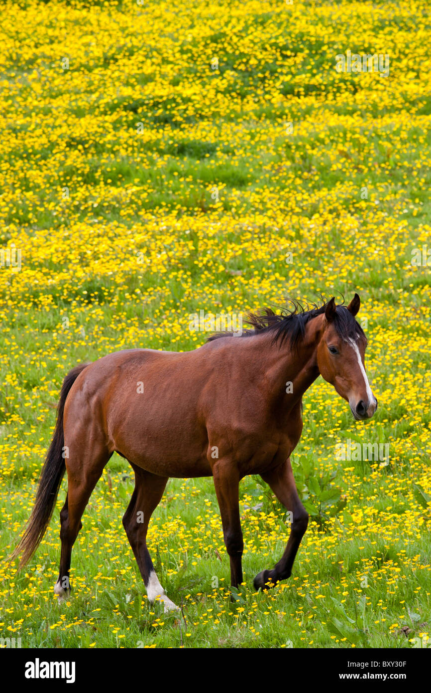 Dark bay Irish thoroughbred horse strolling in buttercup meadow in ...