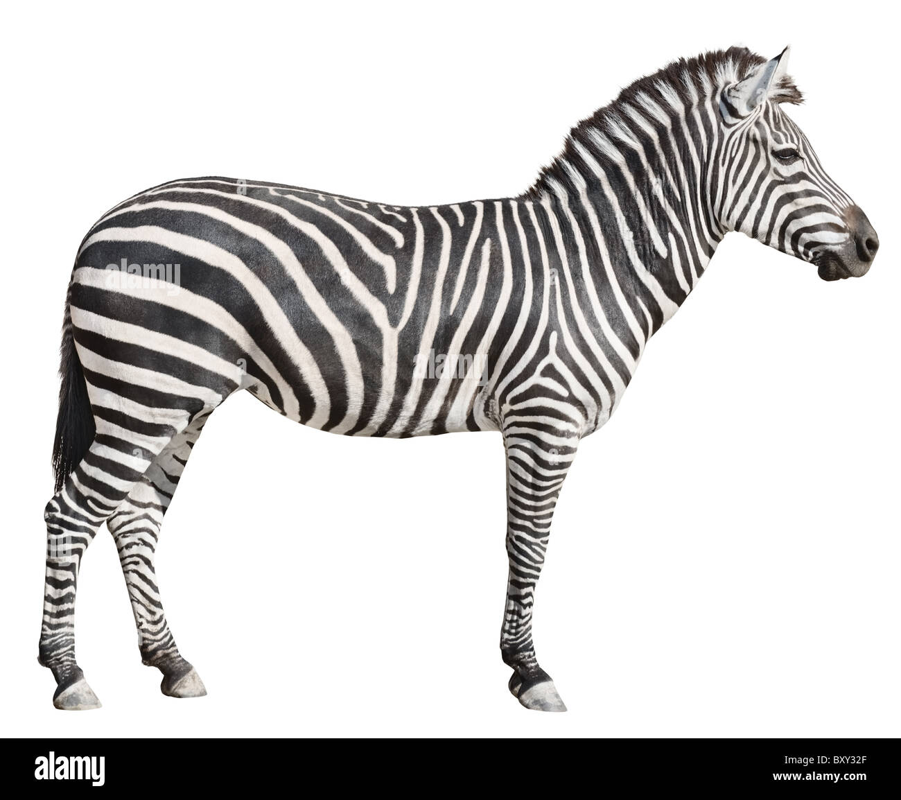 Zebra Cut Out High Resolution Stock Photography and Images - Alamy