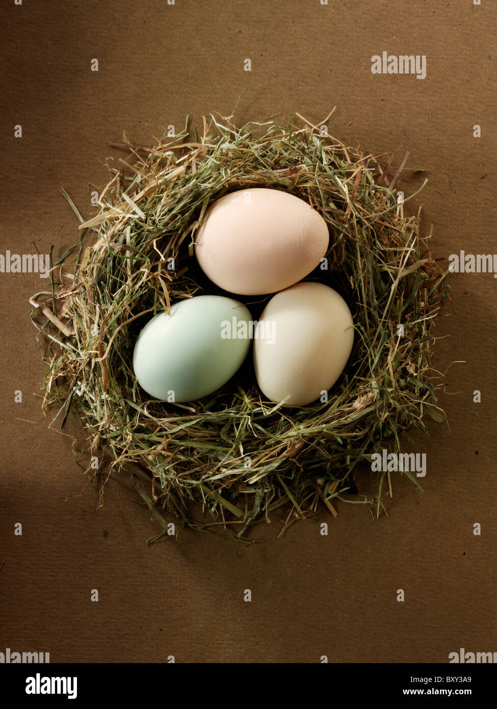 Cotswold Legbar organic free range chicken eggs in a nest Stock Photo ...