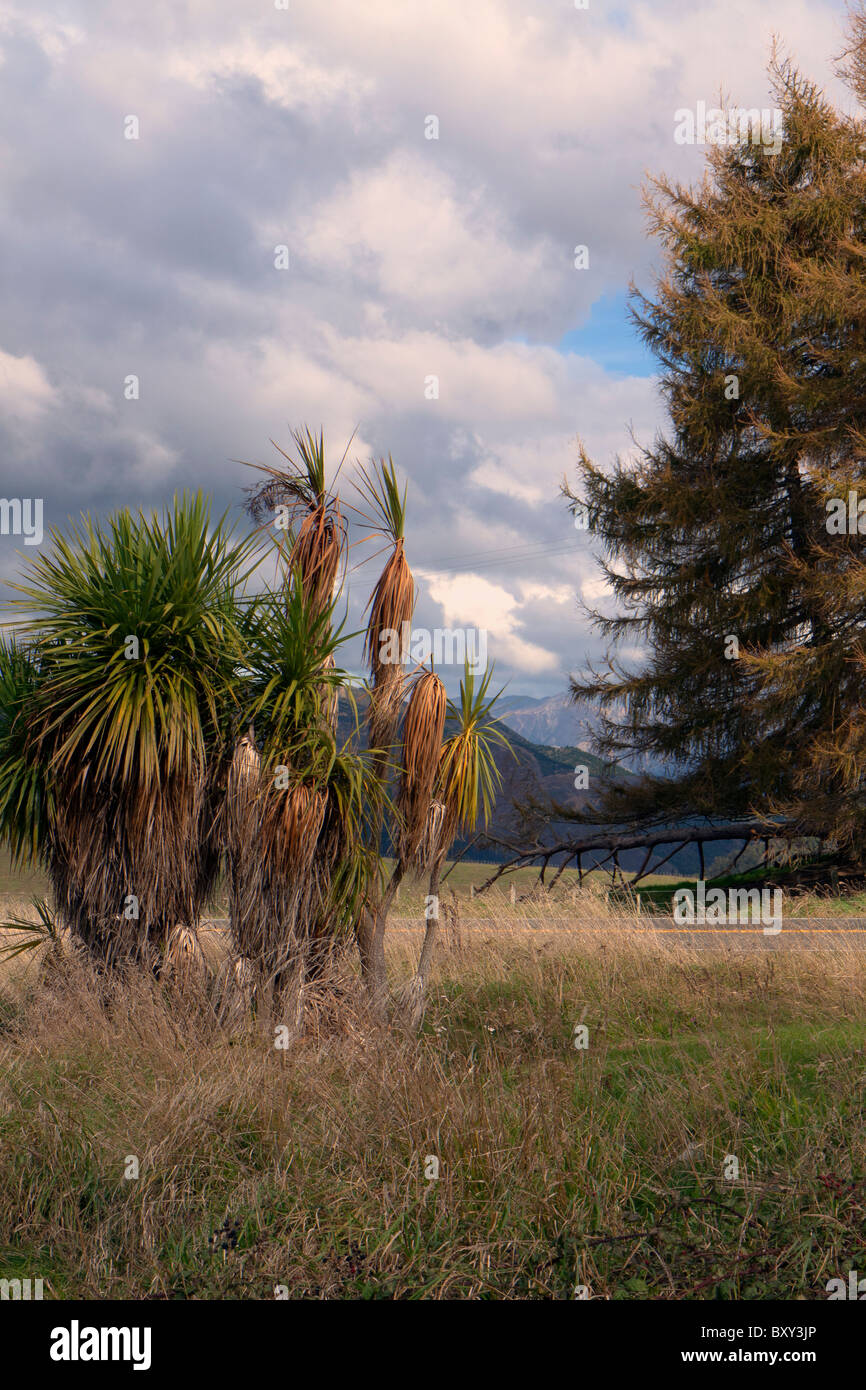 Strange looking Palm Trees in the Laske Tapoa region of New Zealand's ...
