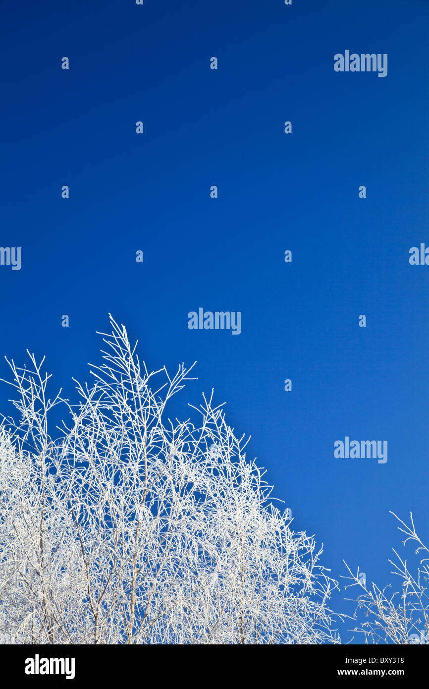Hoar frost on trees hi-res stock photography and images - Alamy