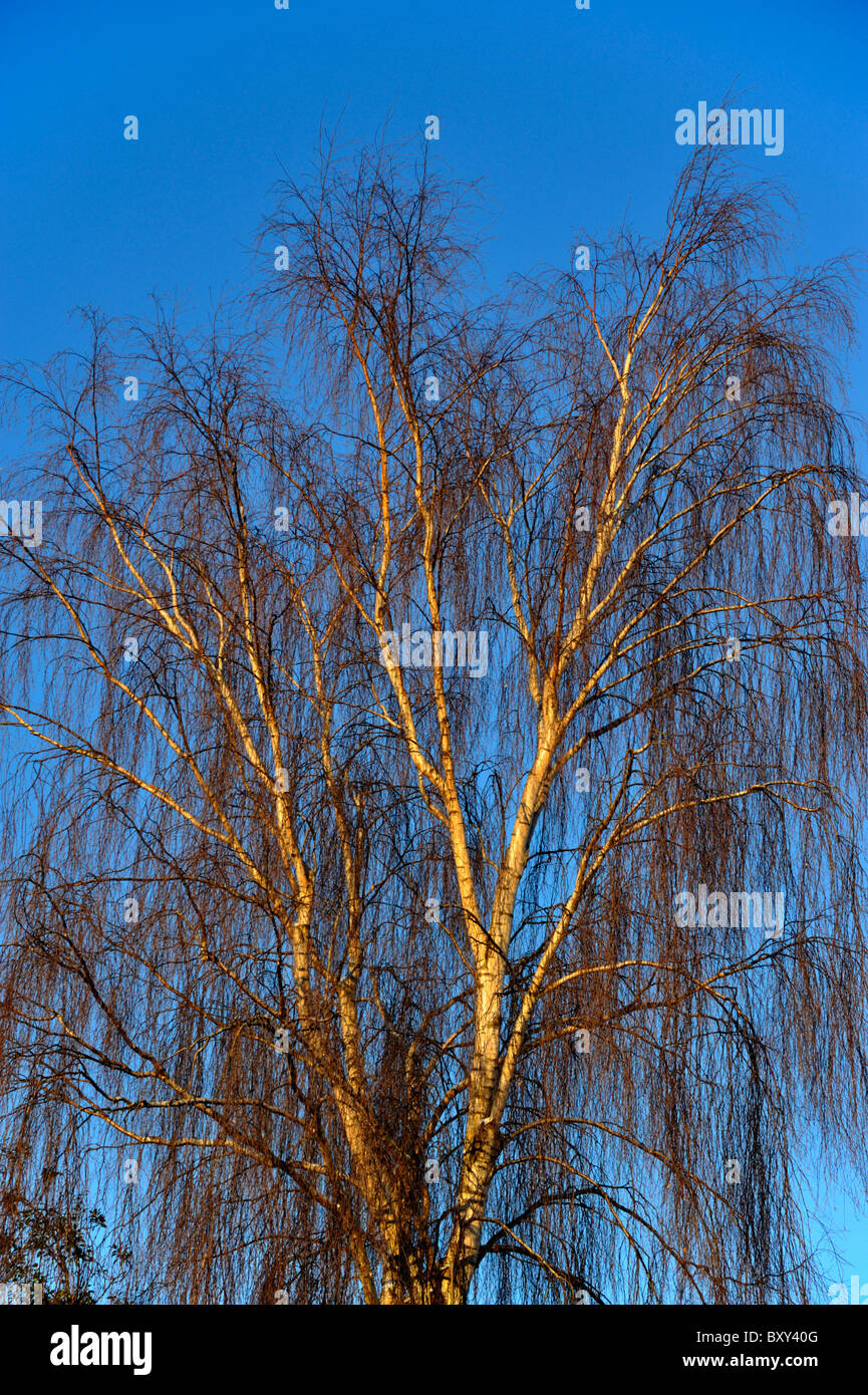 Silver birch tree in winter hi-res stock photography and images - Alamy