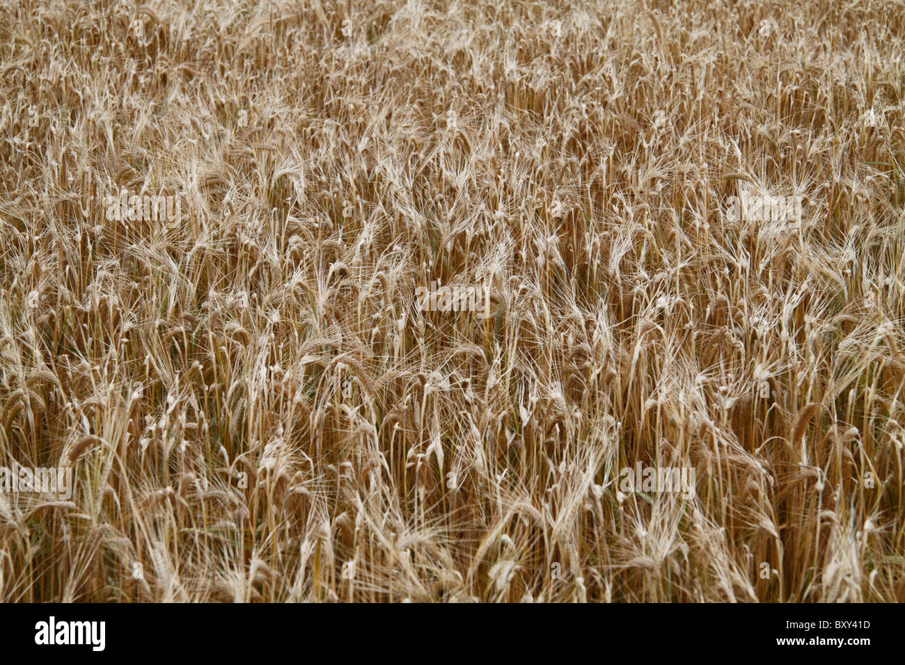 Wheat in the Fields (Triticum Stock Photo - Alamy
