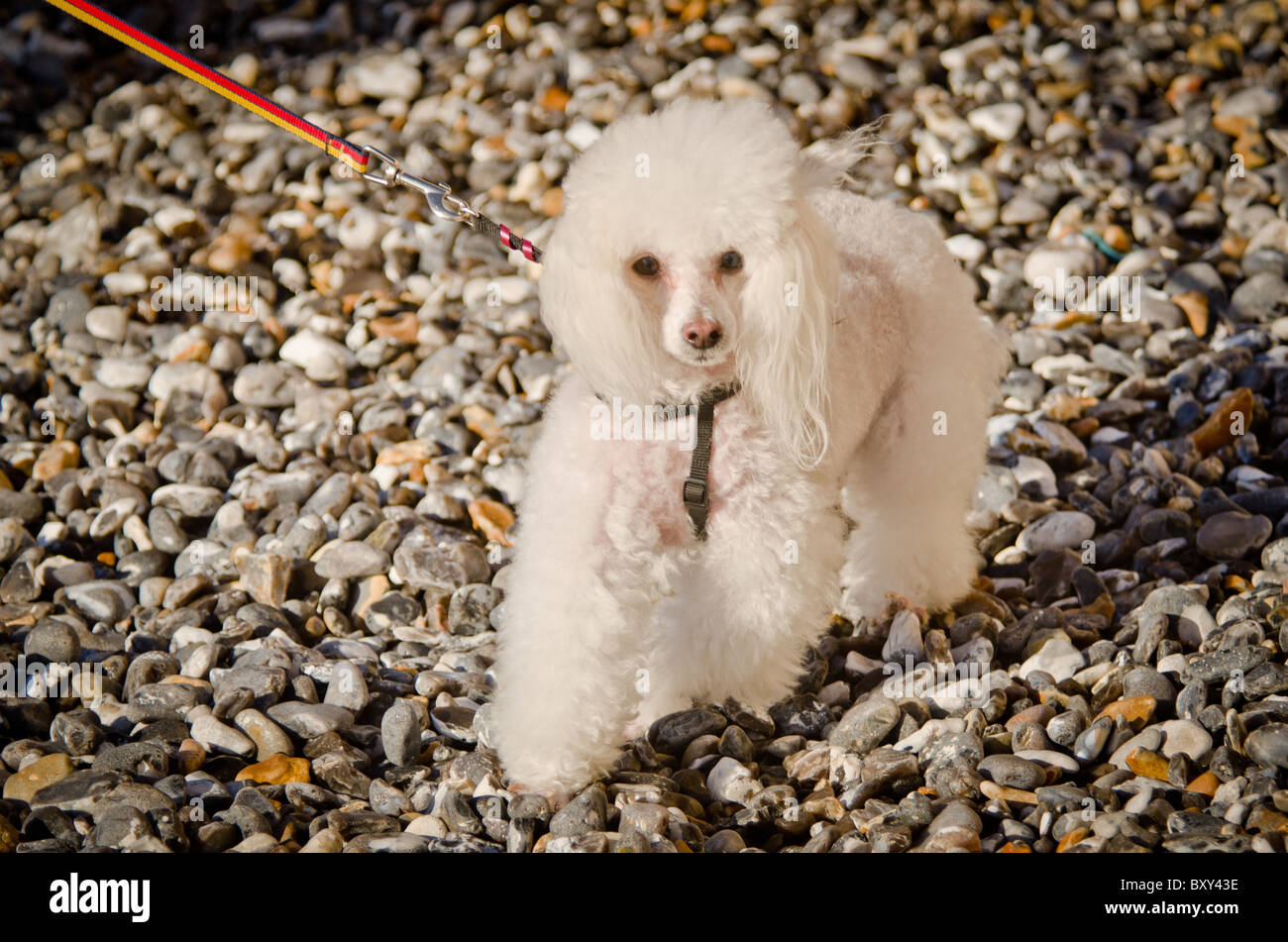 Standard poodle on beach and lead Stock Photo - Alamy