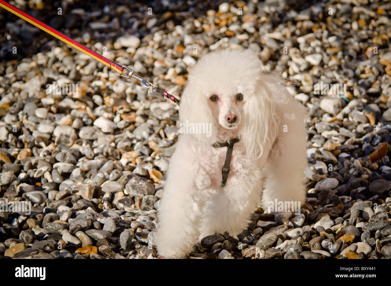 Standard poodle on beach and lead Stock Photo - Alamy