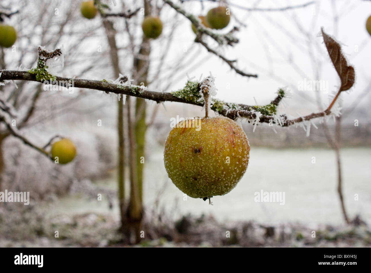 An apple covered in hoar frost Stock Photo - Alamy