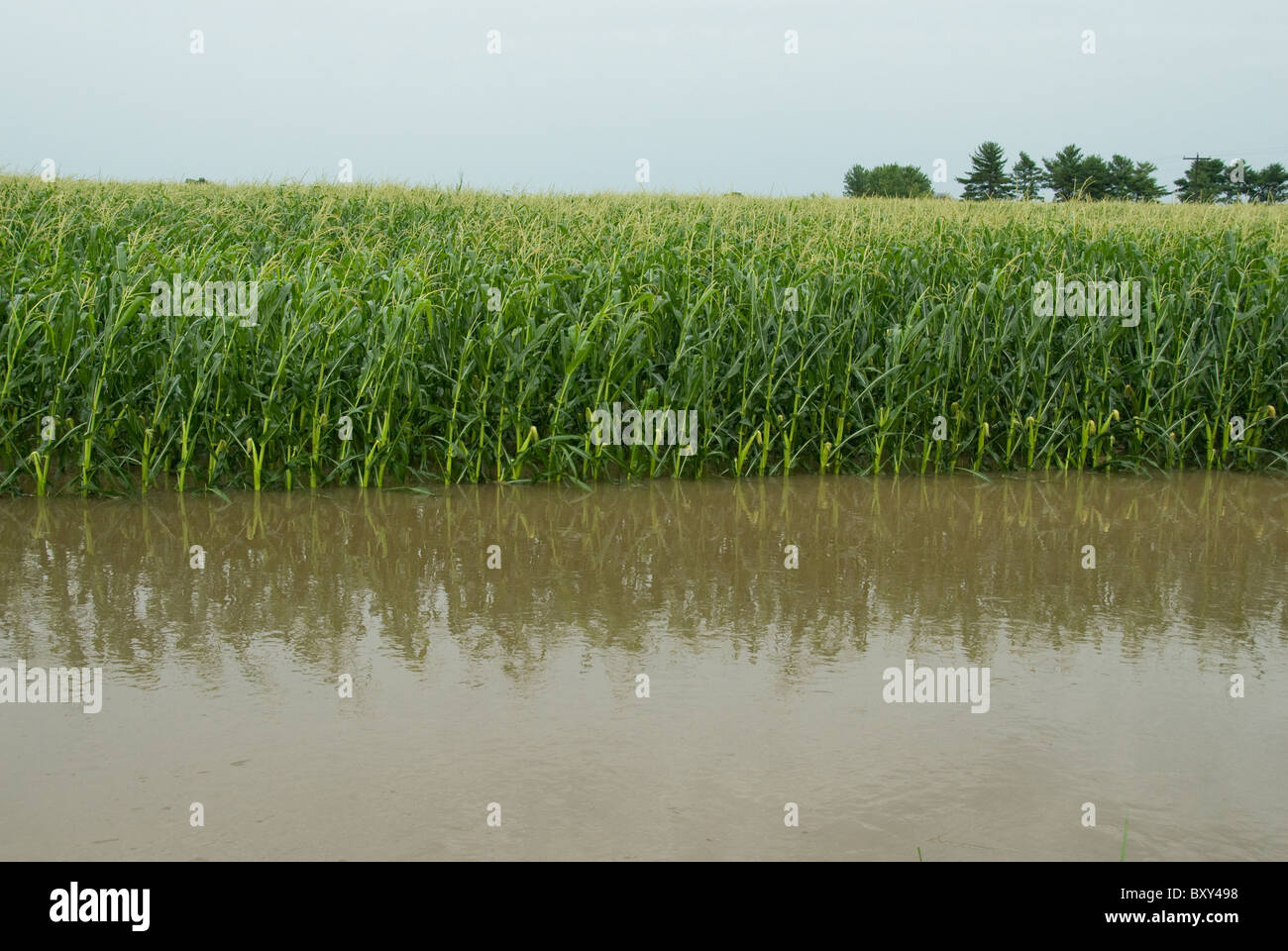 Flooded Corn field Stock Photo - Alamy