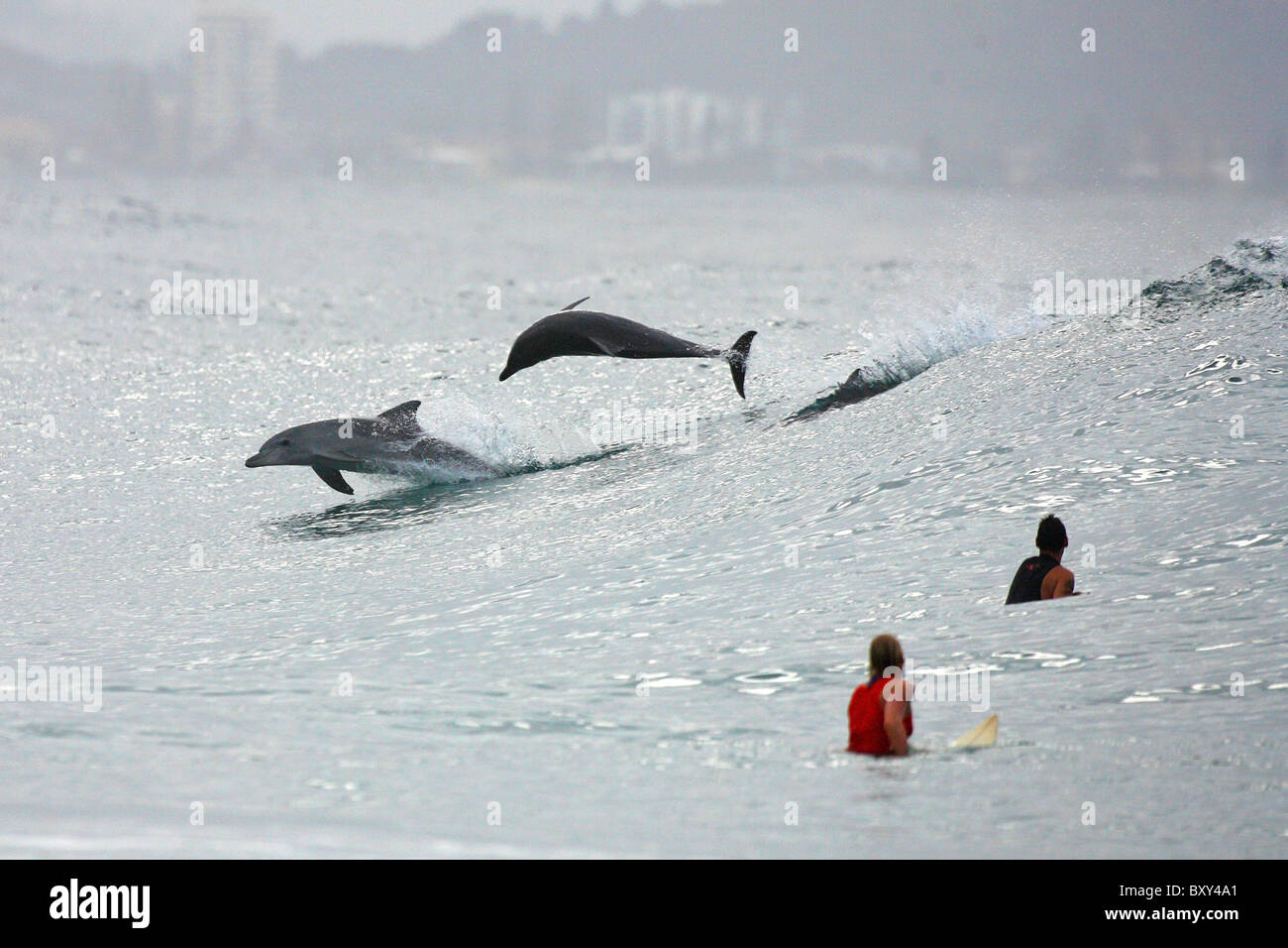 Dolphins surfing waves hi-res stock photography and images - Alamy