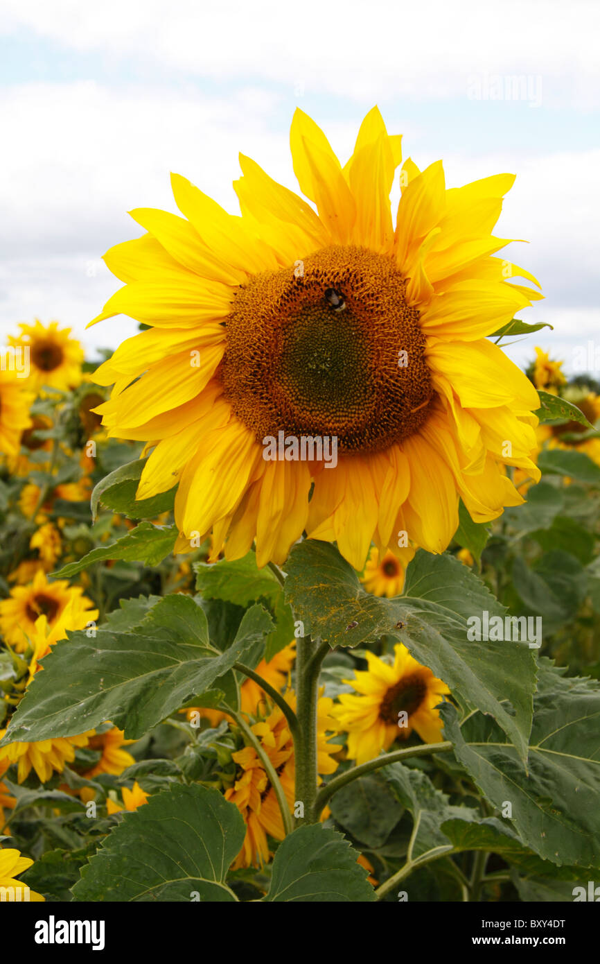 4 sunflowers hi-res stock photography and images - Alamy