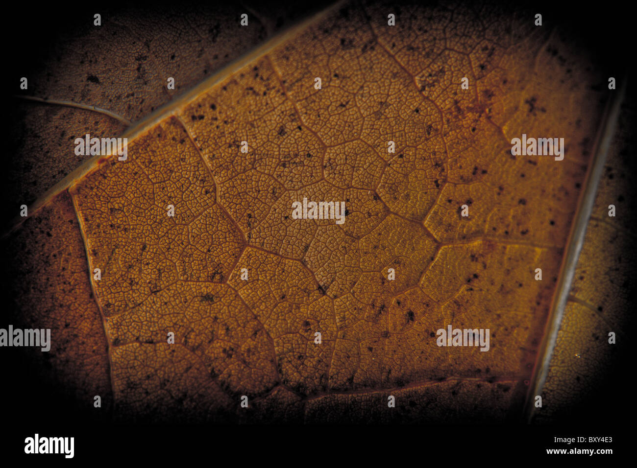 A brown color leaf Stock Photo - Alamy