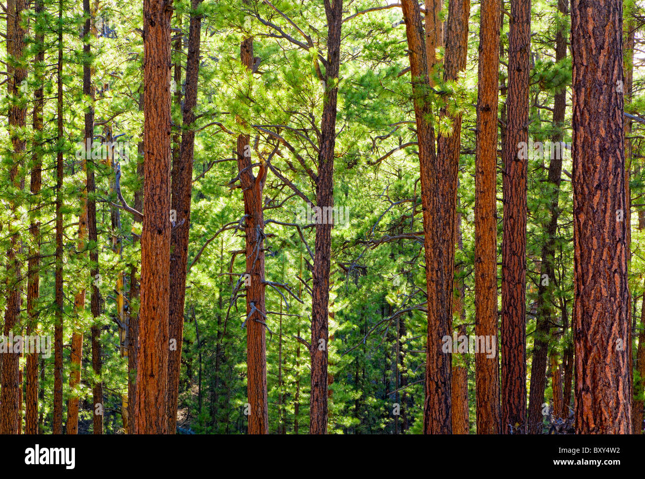 Pine forest nature hi-res stock photography and images - Alamy